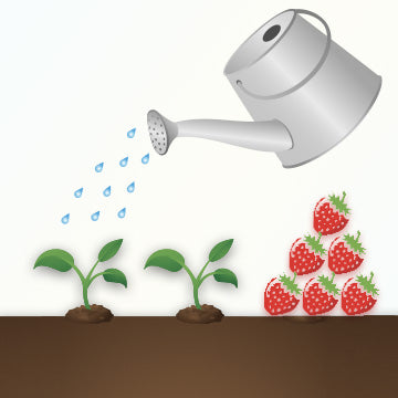 Moje Jagode Penjačice